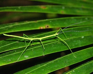 Order Phasmatodea – ENT 425 – General Entomology