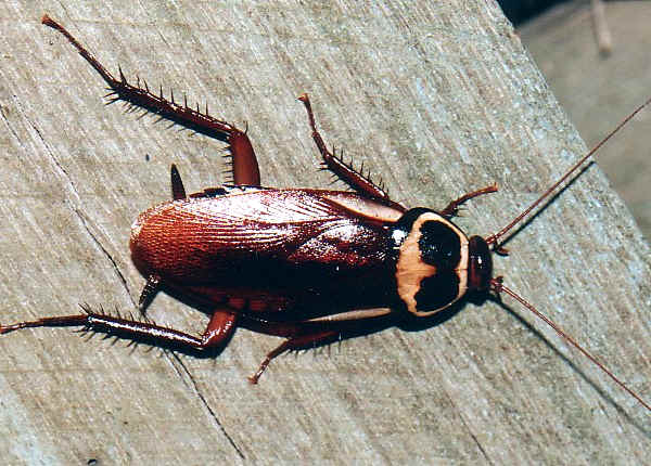 Order Blattodea – ENT 425 – General Entomology