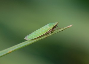 Family Cicadellidae – ENT 425 – General Entomology