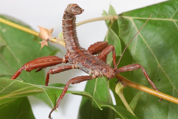 Order Phasmatodea – ENT 425 – General Entomology