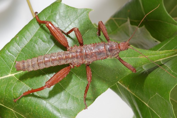 Order Phasmatodea – ENT 425 – General Entomology