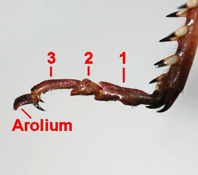 Family Acrididae – ENT 425 – General Entomology