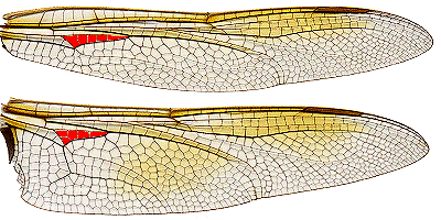 Family Aeshnidae – ENT 425 – General Entomology