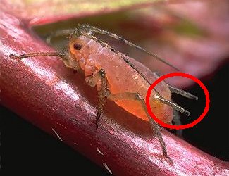 SuperFamily Aphidoidea – ENT 425 – General Entomology