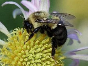 Family Apidae – ENT 425 – General Entomology