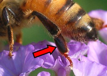 Family Apidae – ENT 425 – General Entomology