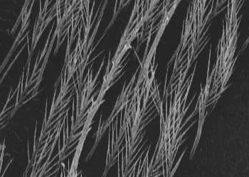 Family Apidae – ENT 425 – General Entomology