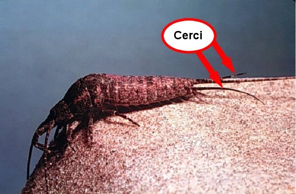 Order Archeognatha – ENT 425 – General Entomology