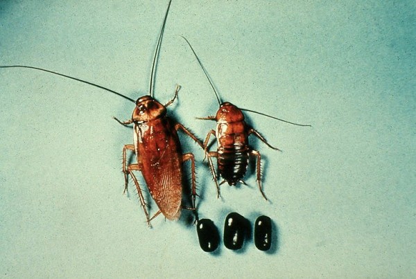Thumbnail View – ENT 425 – General Entomology