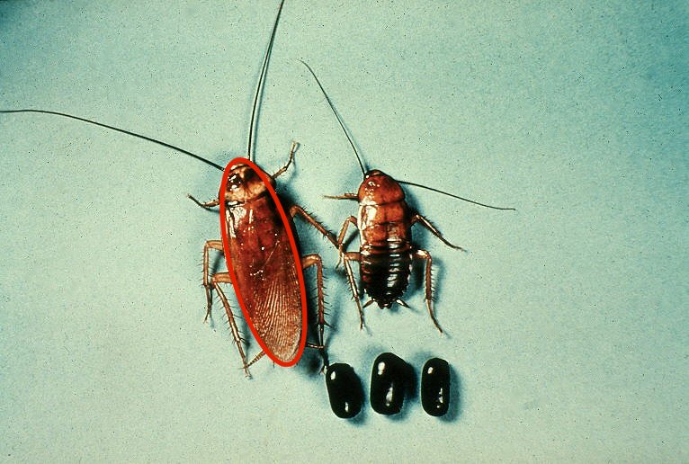 Order Blattodea – ENT 425 – General Entomology