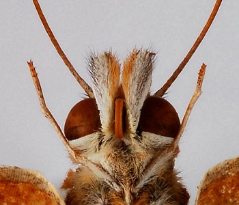 Family Nymphalidae – ENT 425 – General Entomology