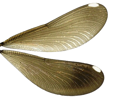 Family Calopterygidae – ENT 425 – General Entomology