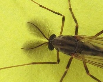 Family Chironomidae – ENT 425 – General Entomology