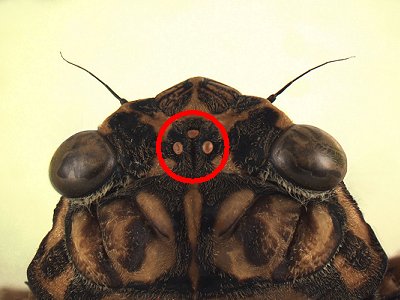 Family Cicadidae – ENT 425 – General Entomology