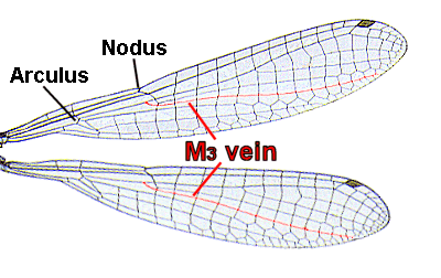 Family Coenagrionidae – ENT 425 – General Entomology