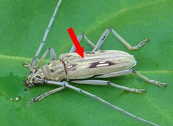 Order Coleoptera – ENT 425 – General Entomology