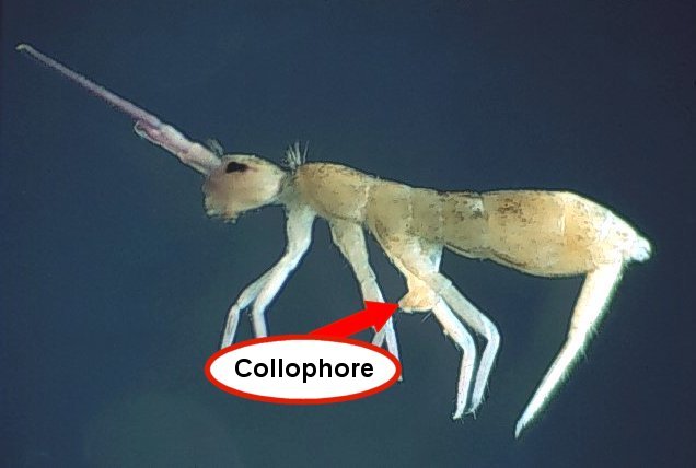Class Collembola – ENT 425 – General Entomology
