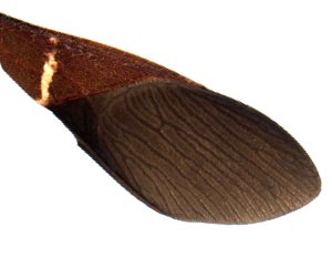 Family Coreidae – ENT 425 – General Entomology