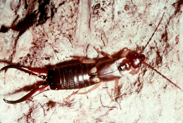 Thumbnail View – ENT 425 – General Entomology