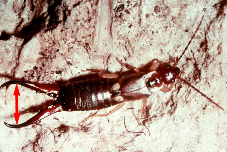 Order Dermaptera – ENT 425 – General Entomology