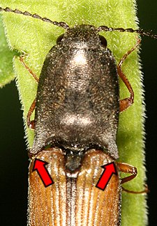 Family Elateridae – ENT 425 – General Entomology