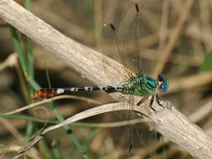 Family Gomphidae – ENT 425 – General Entomology