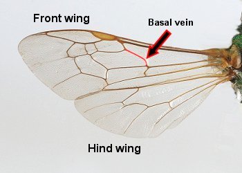 Family Halictidae – ENT 425 – General Entomology