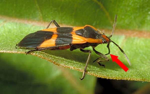 Order Hemiptera Suborder Heteroptera – ENT 425 – General Entomology