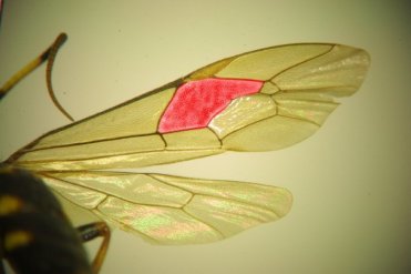 Family Ichneumonidae – ENT 425 – General Entomology