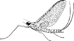 Order Ephemeroptera | ENT 425 – General Entomology