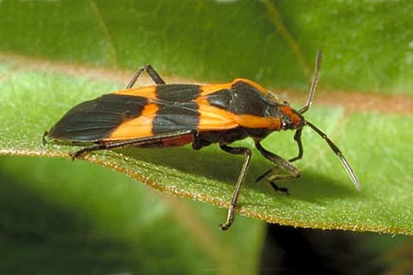 Thumbnail View – ENT 425 – General Entomology
