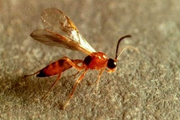 Thumbnail View – ENT 425 – General Entomology