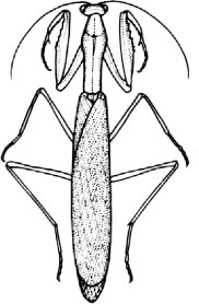 Order Mantodea – ENT 425 – General Entomology