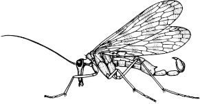 Order Mecoptera – ENT 425 – General Entomology