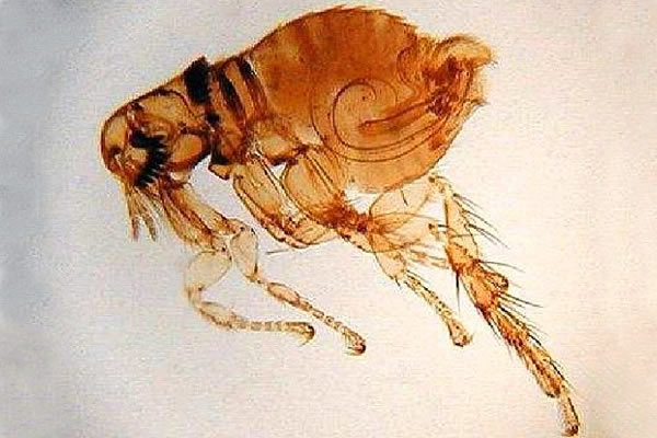 Thumbnail View – ENT 425 – General Entomology