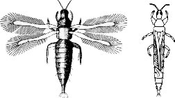 Order Thysanoptera – ENT 425 – General Entomology