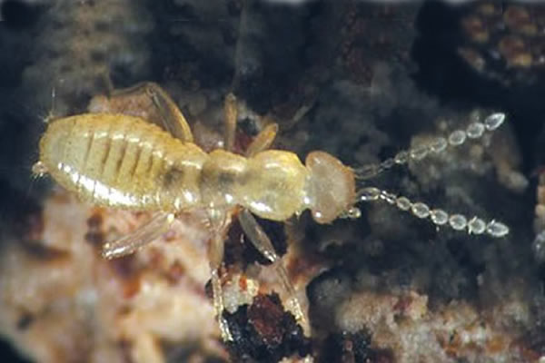 Thumbnail View – ENT 425 – General Entomology