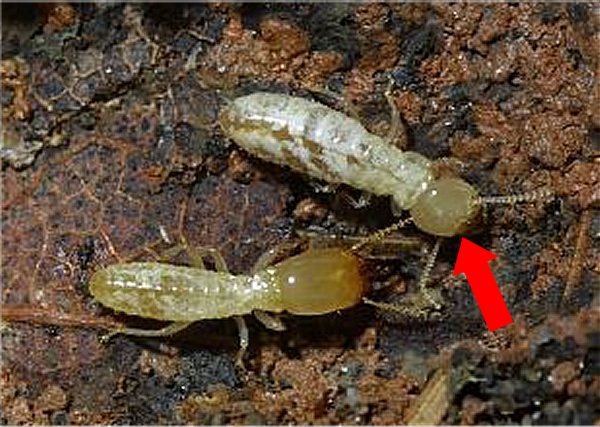 Order Isoptera | ENT 425 – General Entomology