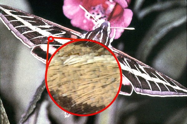 Order Lepidoptera – ENT 425 – General Entomology