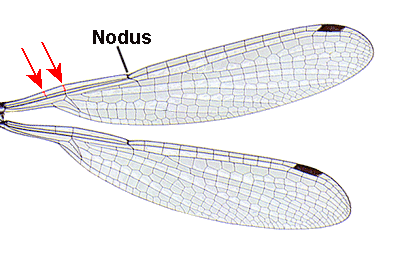 Family Lestidae – ENT 425 – General Entomology