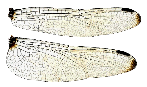 Family Libellulidae – ENT 425 – General Entomology