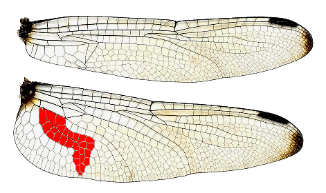 Family Libellulidae – ENT 425 – General Entomology