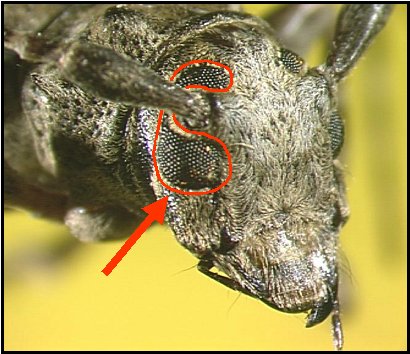 Family Cerambycidae – ENT 425 – General Entomology
