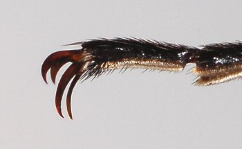 Family Meloidae – ENT 425 – General Entomology