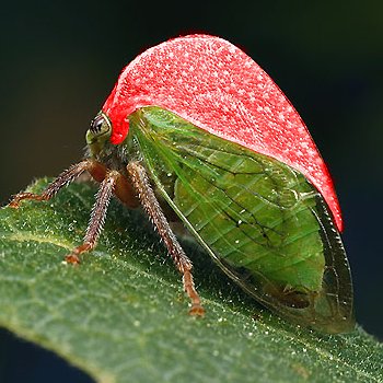 Family Membracidae – ENT 425 – General Entomology