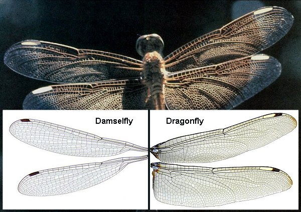 Order Odonata – ENT 425 – General Entomology