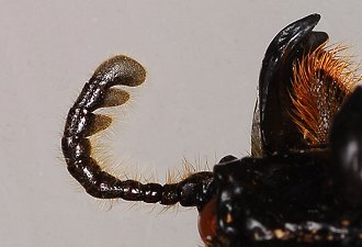 Family Passalidae – ENT 425 – General Entomology