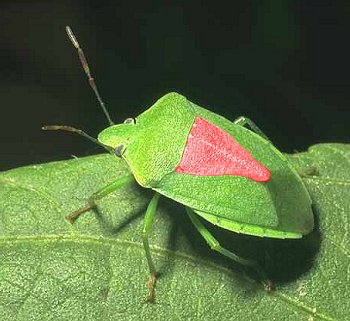 Family Pentatomidae – ENT 425 – General Entomology