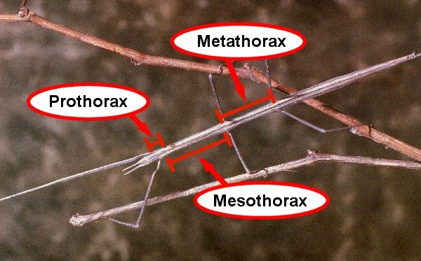 Order Phasmatodea – ENT 425 – General Entomology