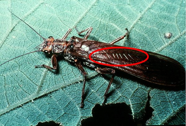 Order Plecoptera – ENT 425 – General Entomology